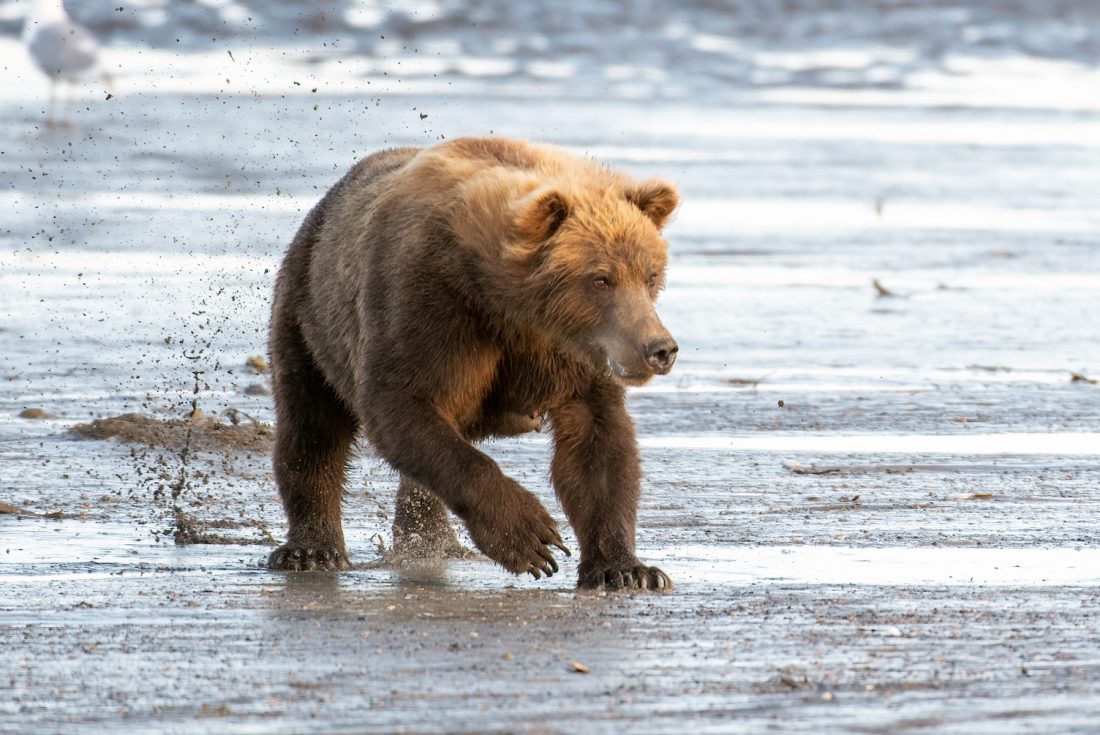 Behind the Scenes with an Alaska Photographer - The MILEPOST