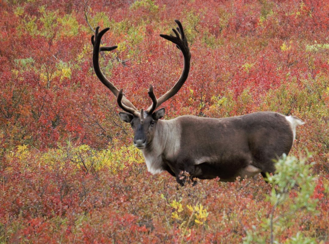 Tundra Caribou - 2022 Photo Contest sponsored by Alaska Airlines - The ...